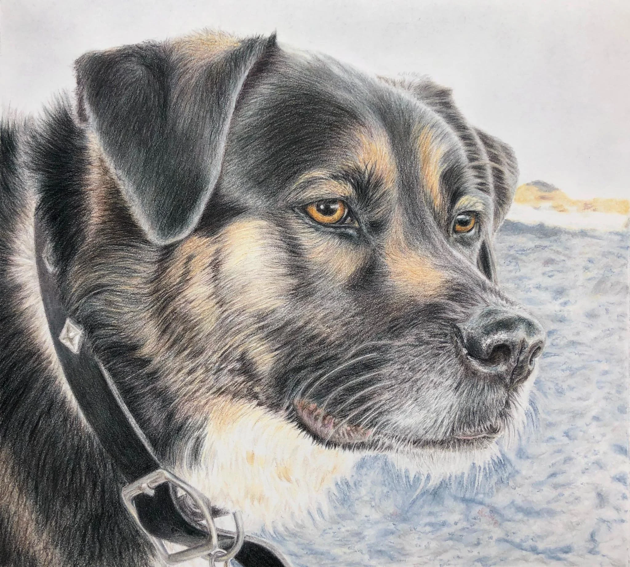 5 Tips For Drawing Realistic Fur With Colored Pencils — Ann Richman Art