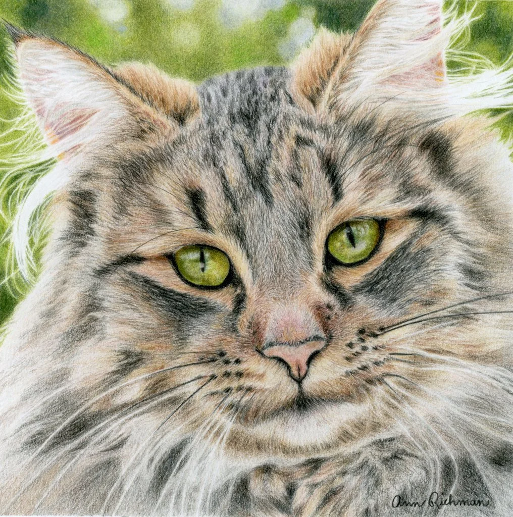 5 Tips For Drawing Realistic Fur With Colored Pencils — Ann Richman Art