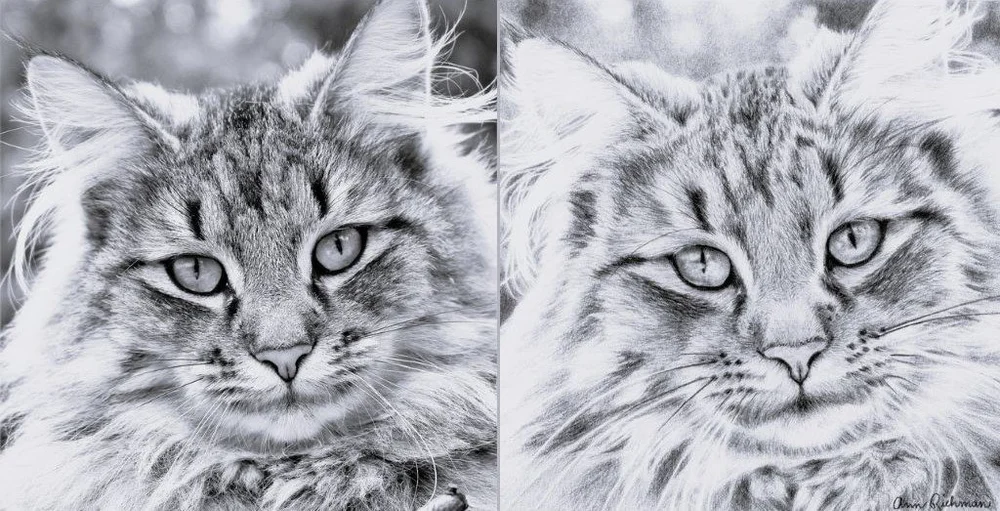 5 Tips For Drawing Realistic Fur With Colored Pencils — Ann Richman Art