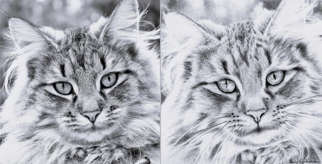 5 Tips For Drawing Realistic Fur With Colored Pencils — Ann Richman Art