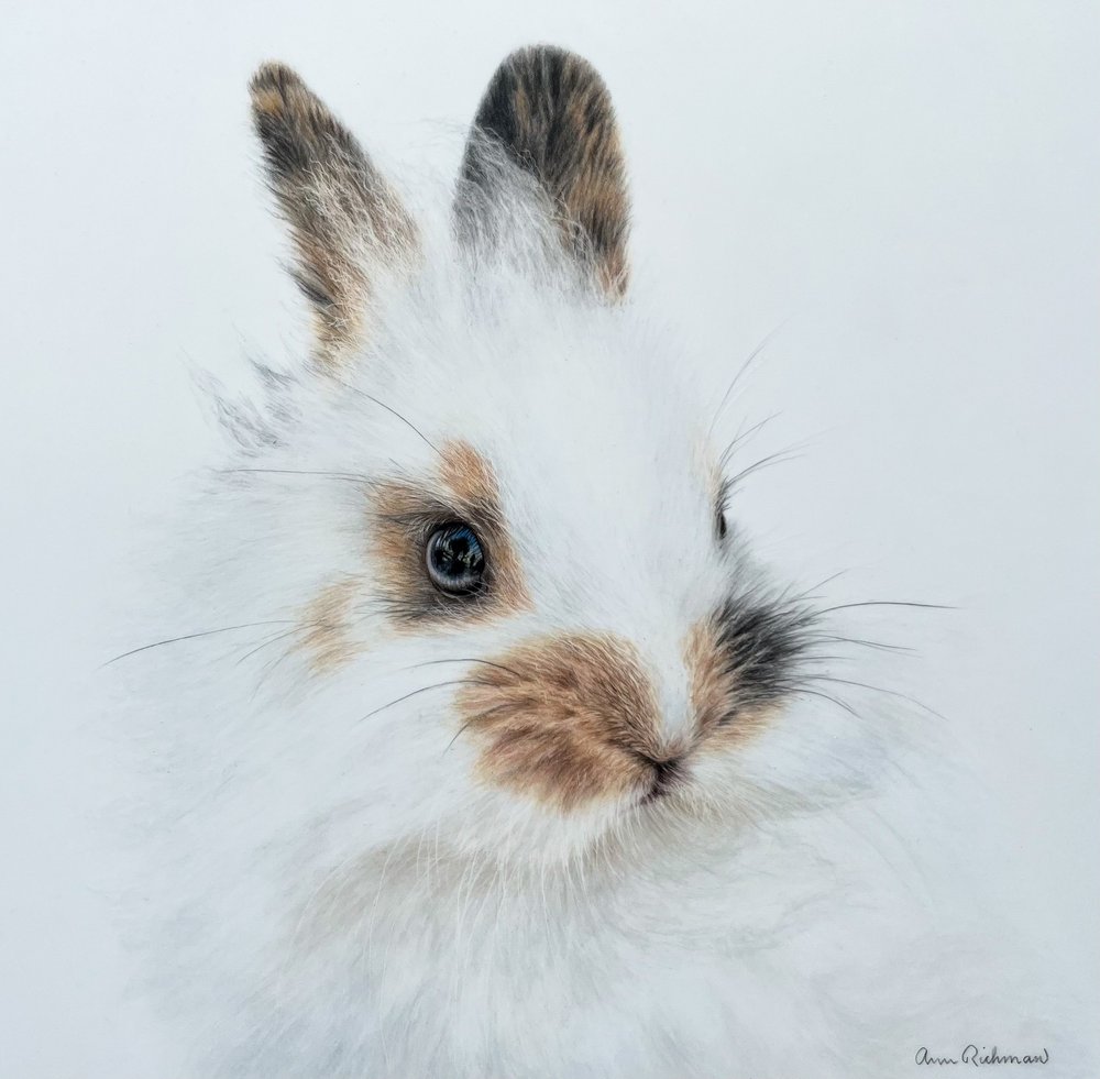 5 Tips For Drawing Realistic Fur With Colored Pencils — Ann Richman Art
