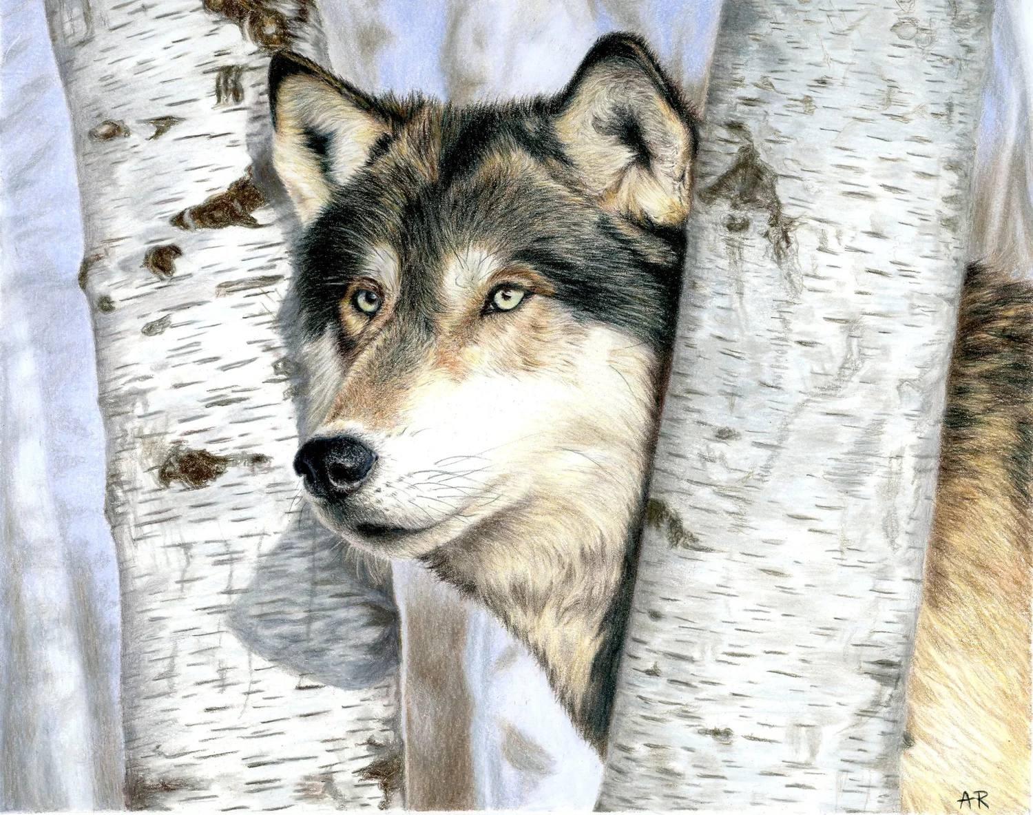 5 Tips For Drawing Realistic Fur With Colored Pencils — Ann Richman Art