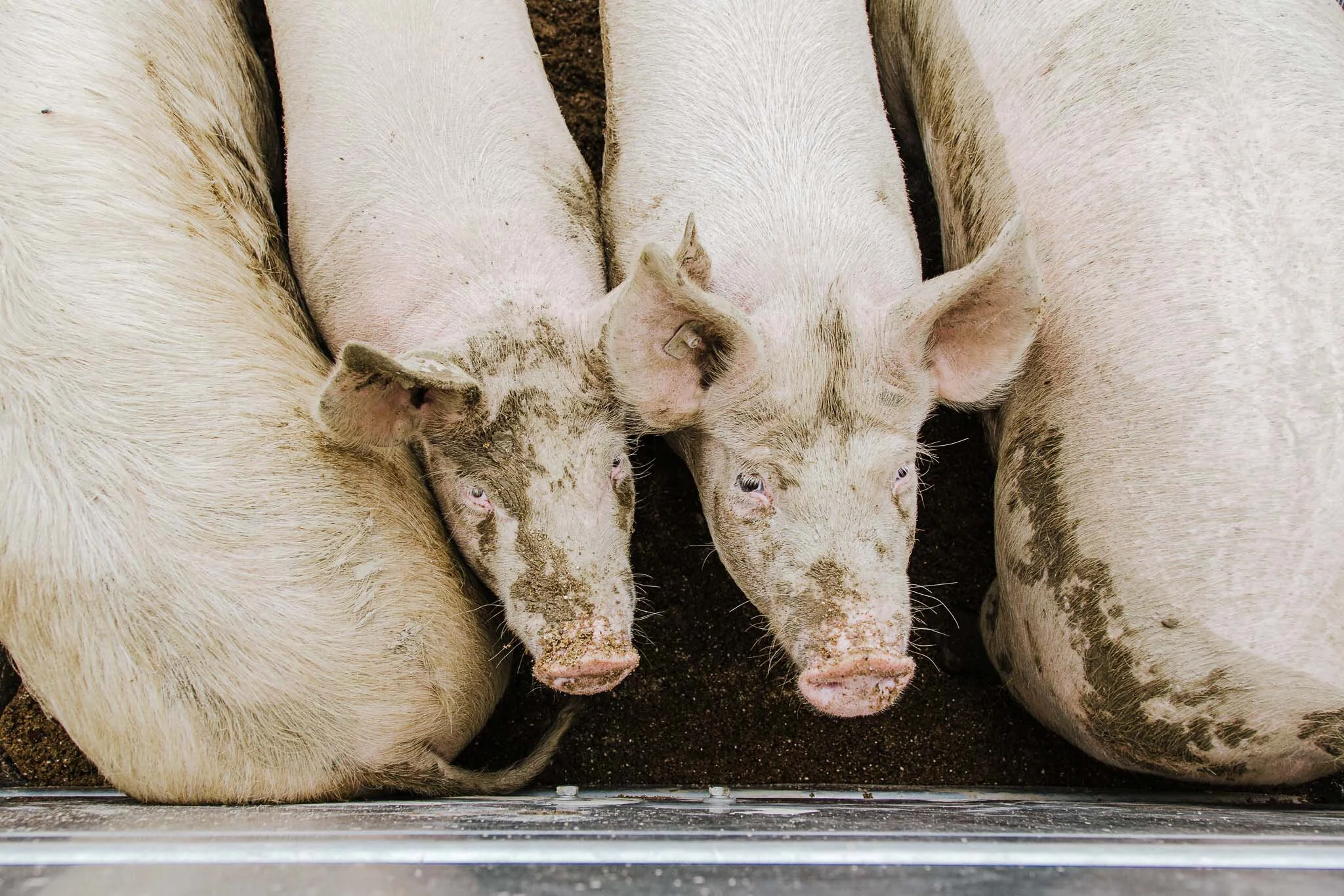 Inside a Swiss Slaughterhouse: Ethical Reflections — Mario Heller