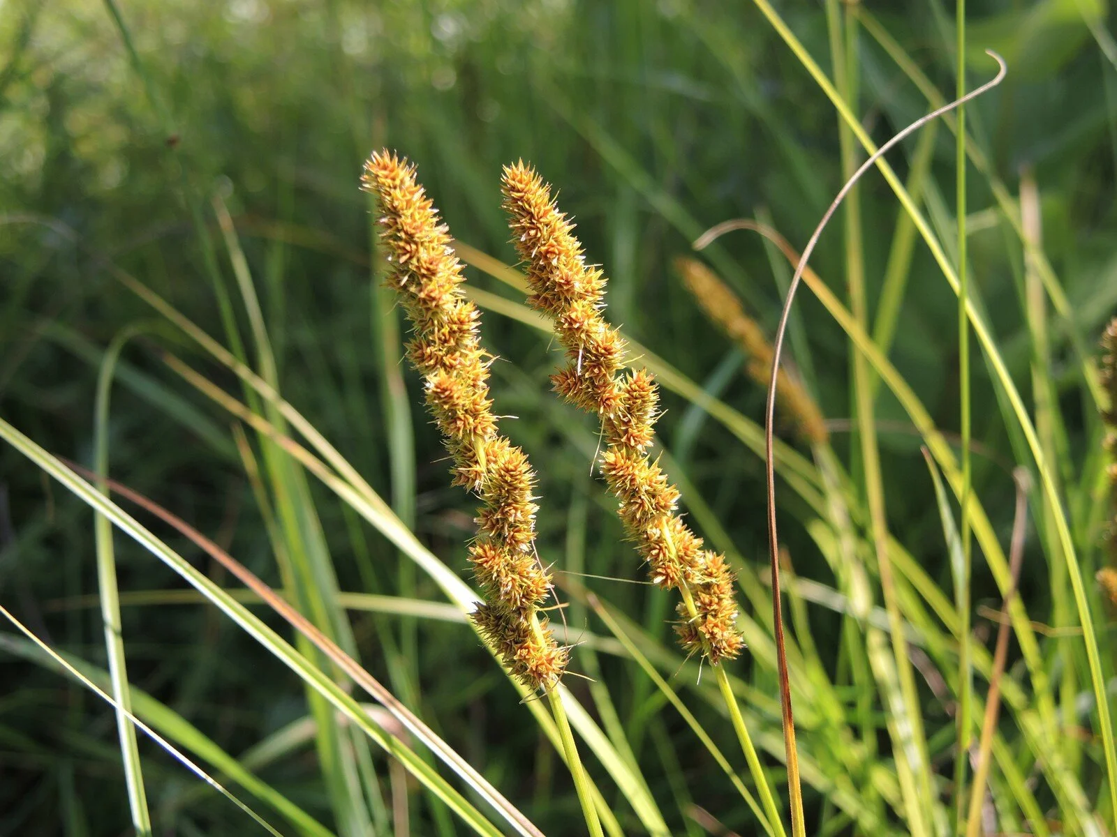 2021 Plant List — Wild Gardens Nursery