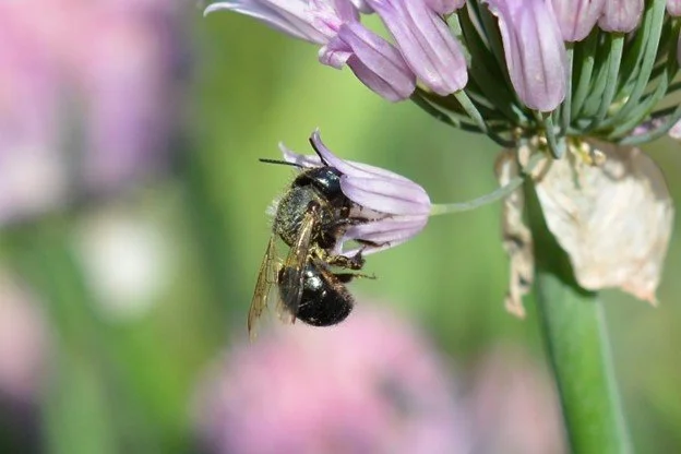 Native Bees — Wild Gardens Nursery