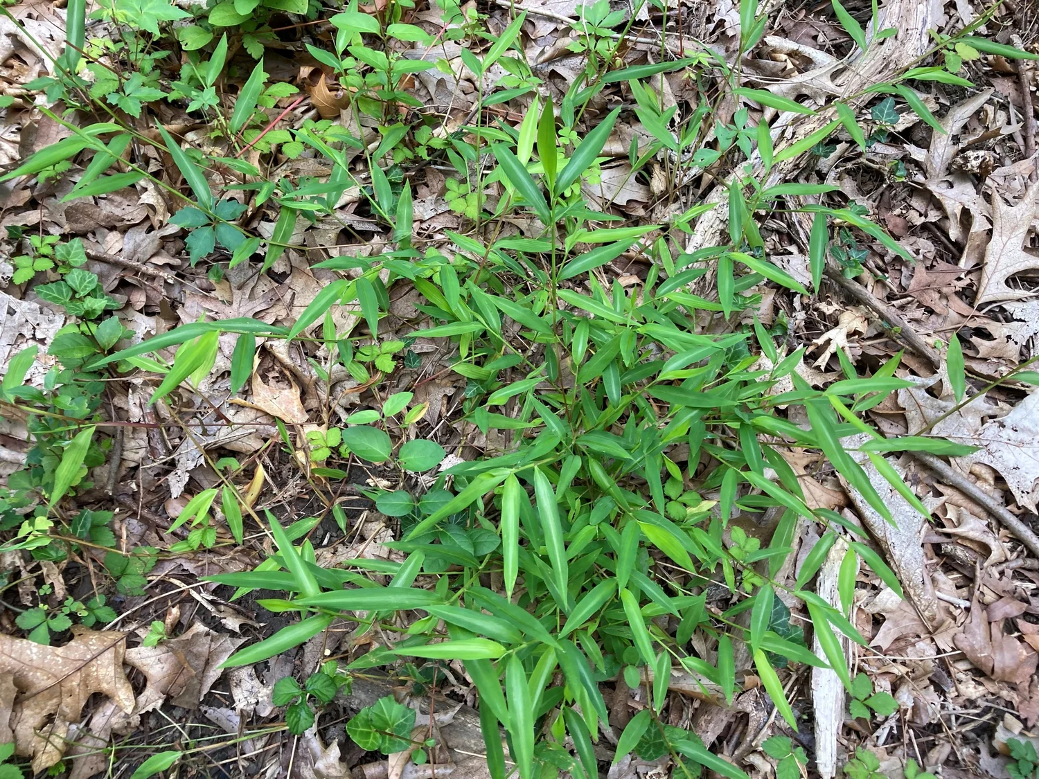 Invasive Plants — Wild Gardens Nursery