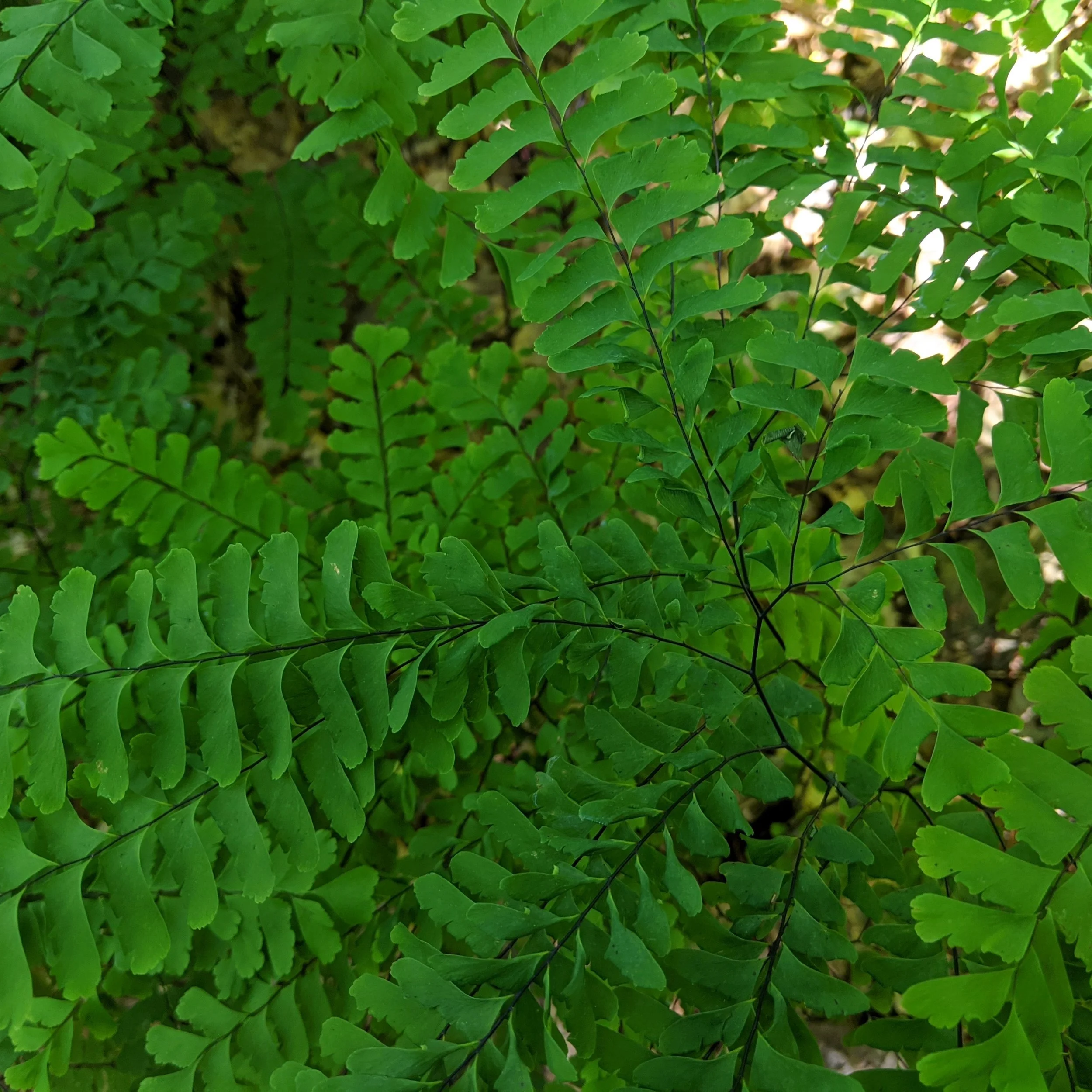 Plant Picture Gallery — Wild Gardens Nursery