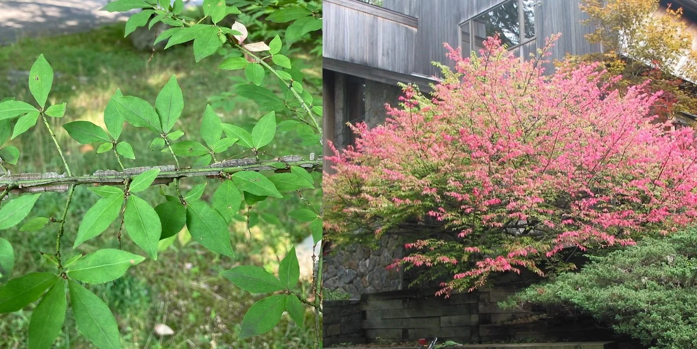 Invasive Plants — Wild Gardens Nursery