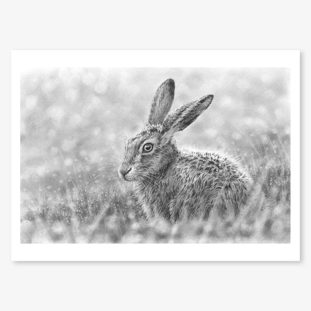 Hare Looking Back — Nolon Stacey