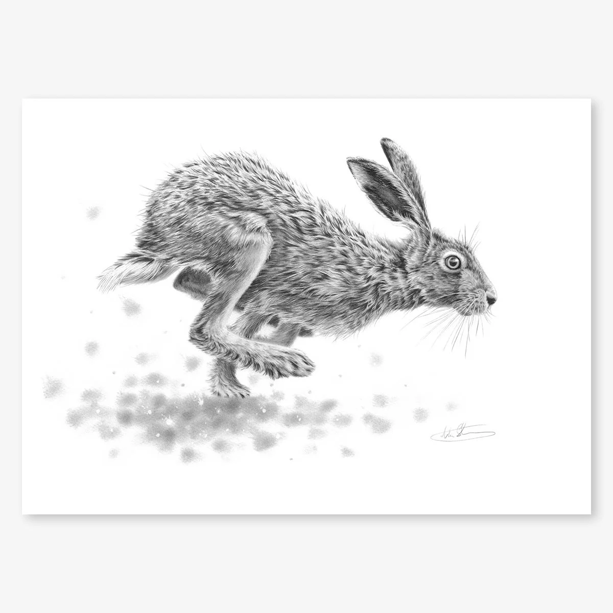 Hare Looking Back — Nolon Stacey