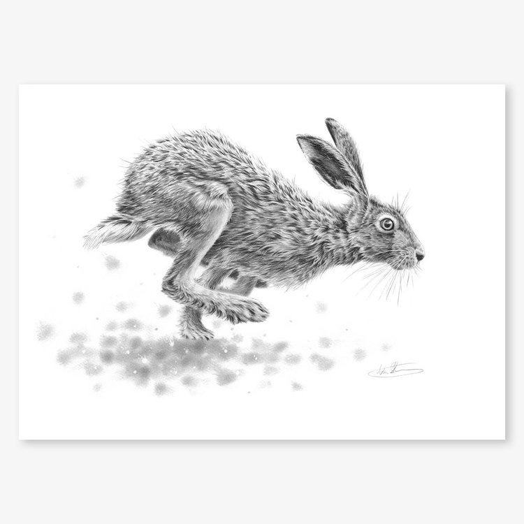 Hare Looking Back — Nolon Stacey