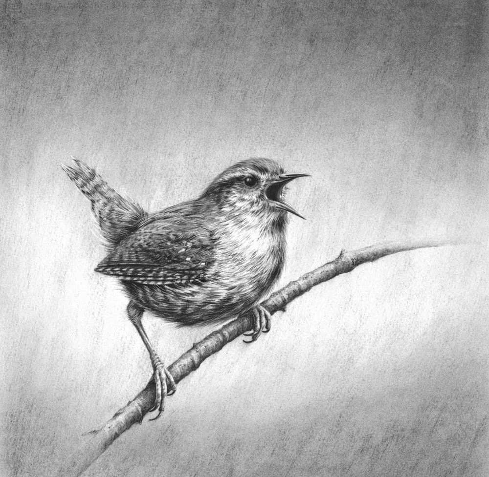 Wren — Nolon Stacey