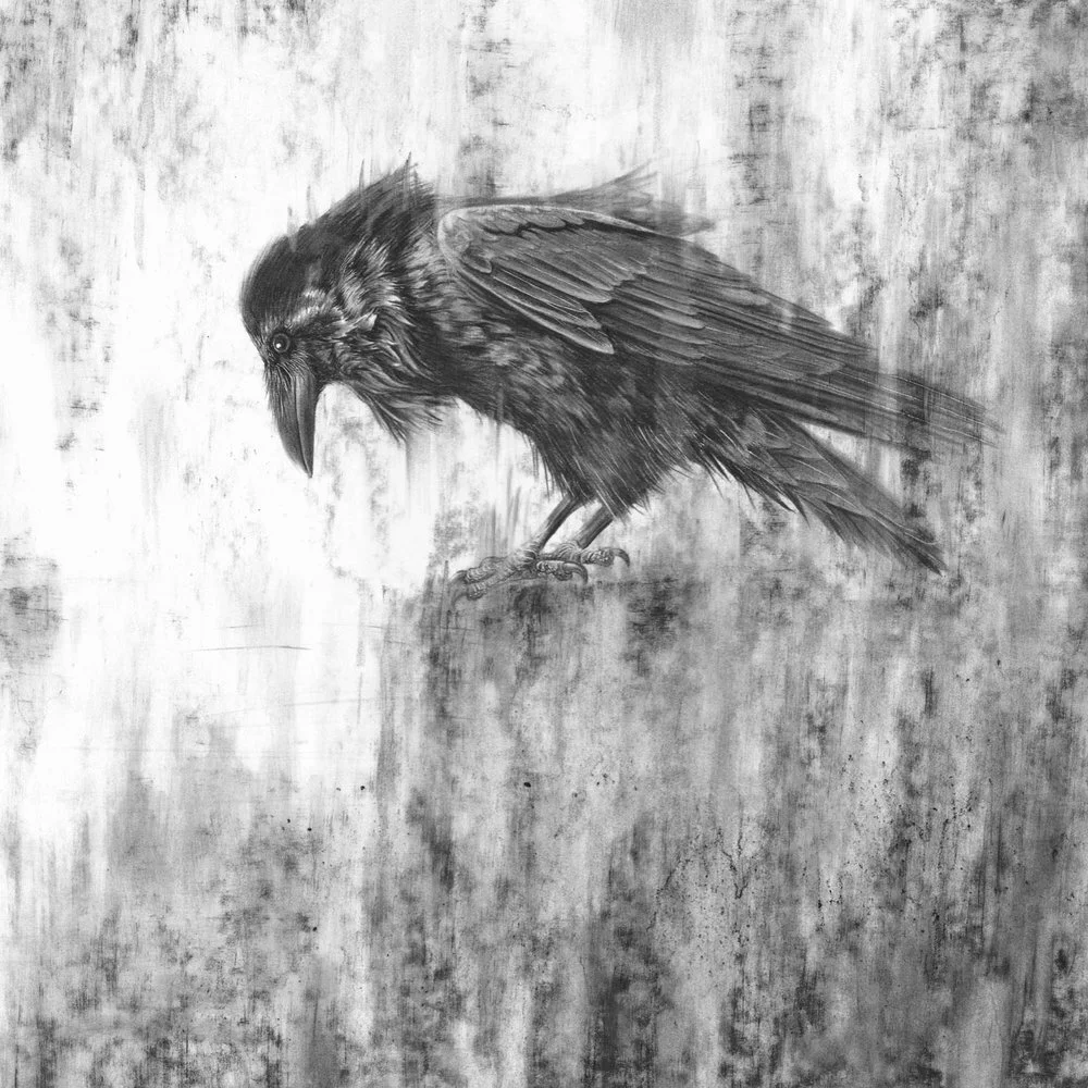 Kingfisher on Stump — Nolon Stacey