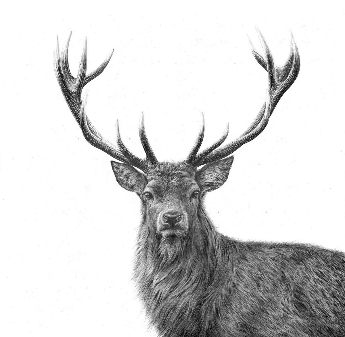 Red Stag II — Nolon Stacey