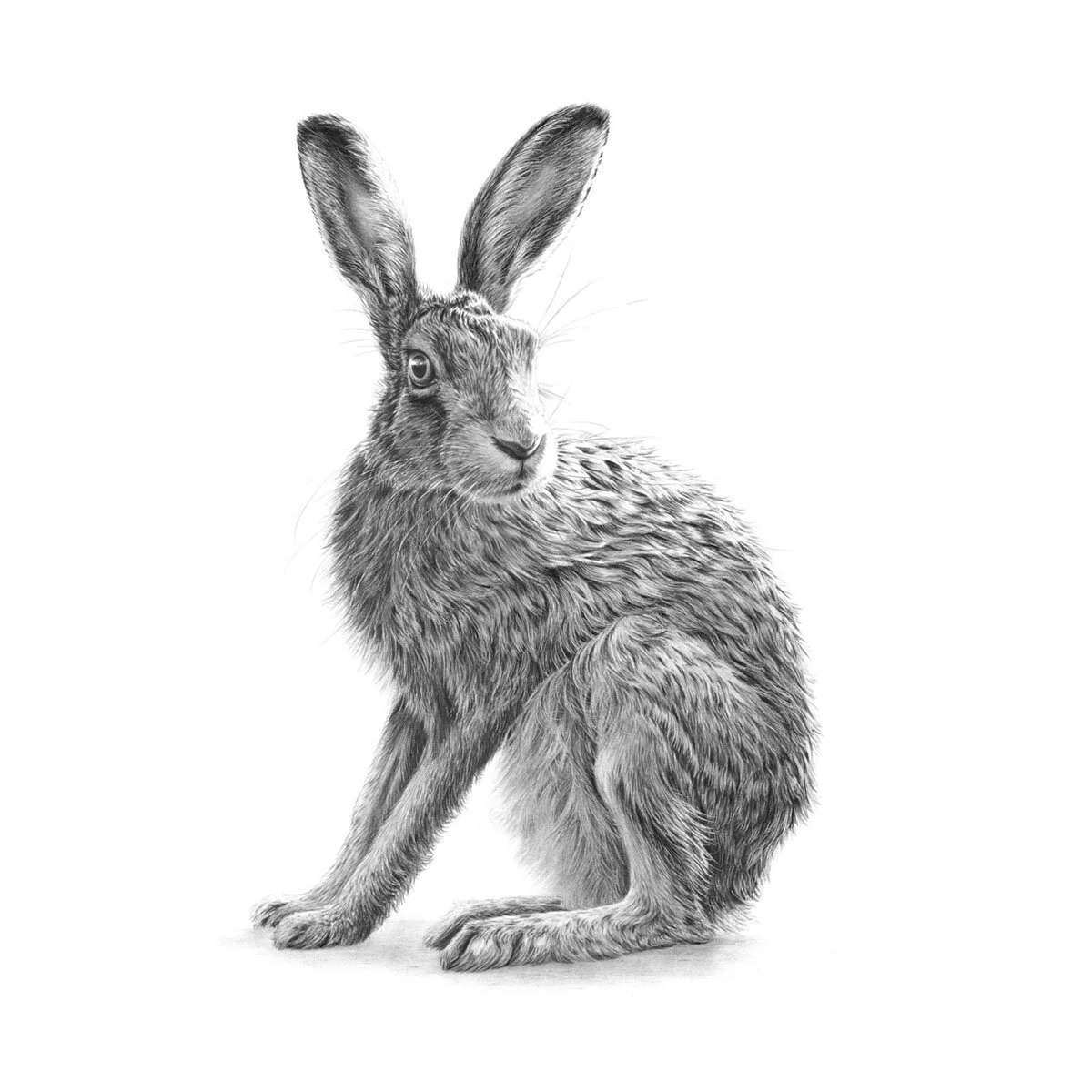 Watching Hare — Nolon Stacey