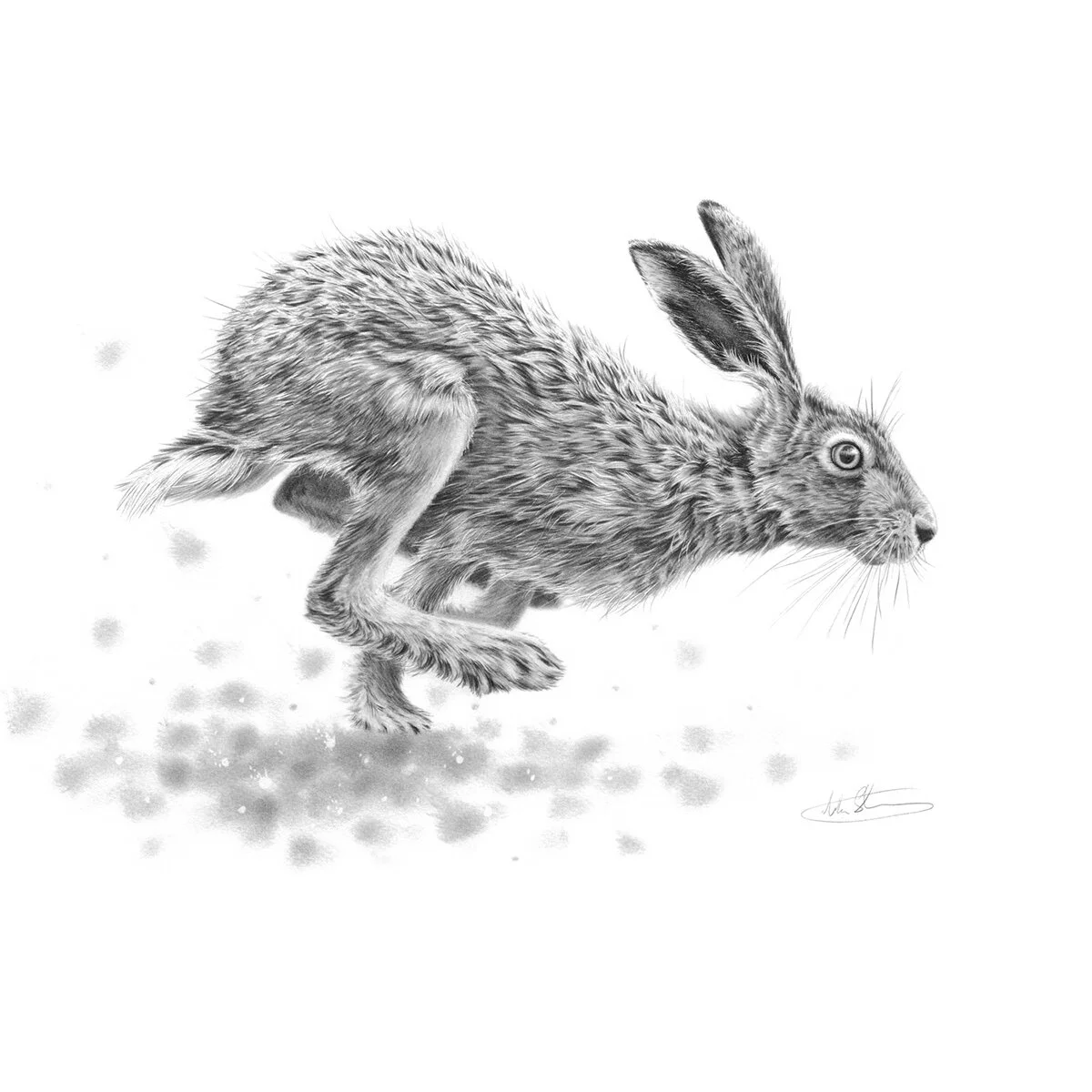 Alert Hare II — The Nolon Stacey Gallery