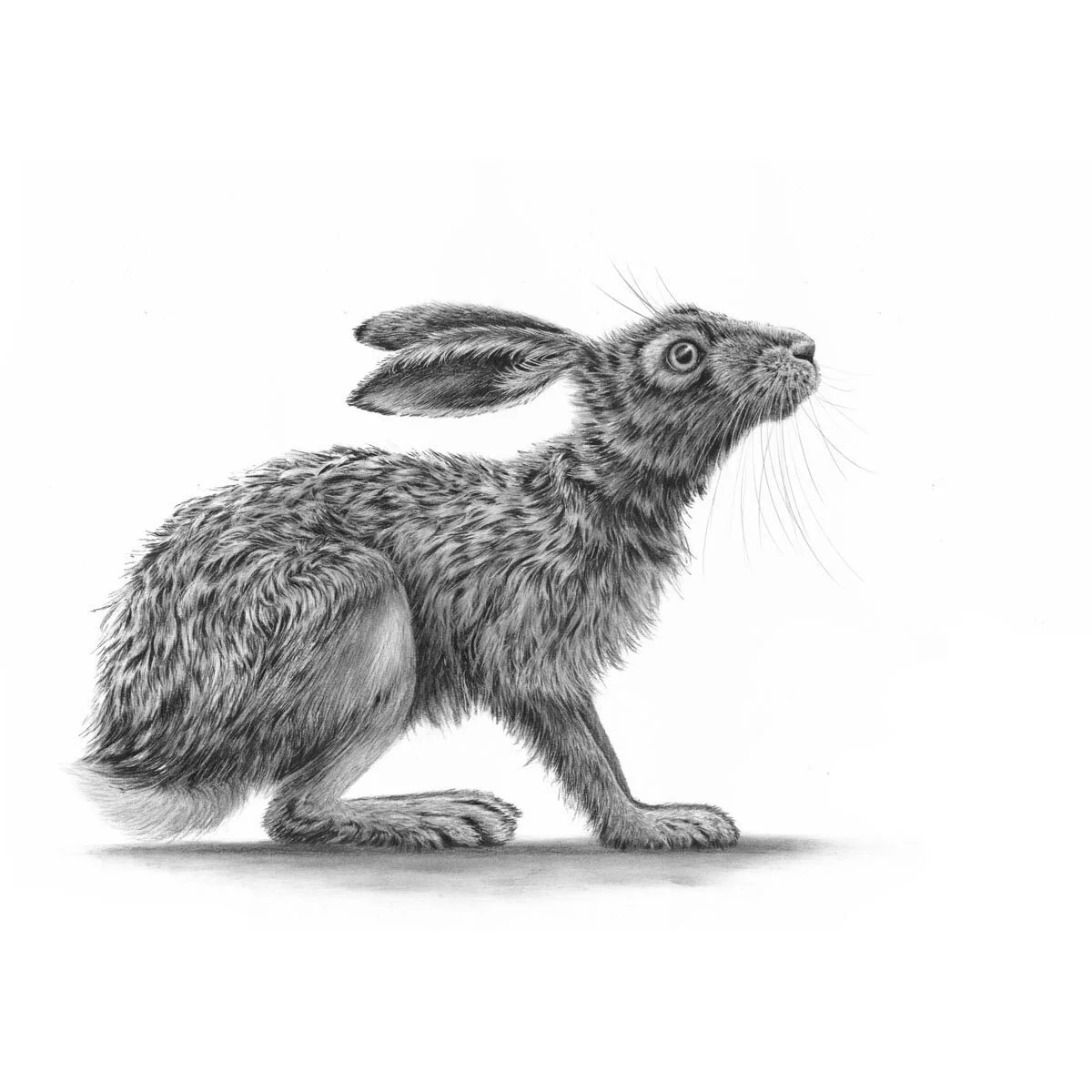 Turning Hare — Nolon Stacey