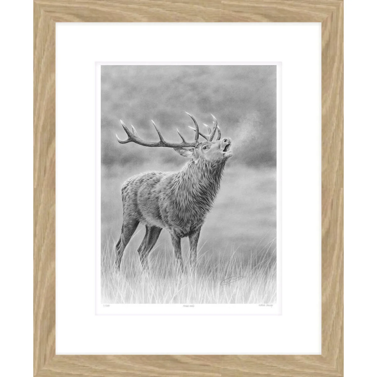 Red Fox — Nolon Stacey