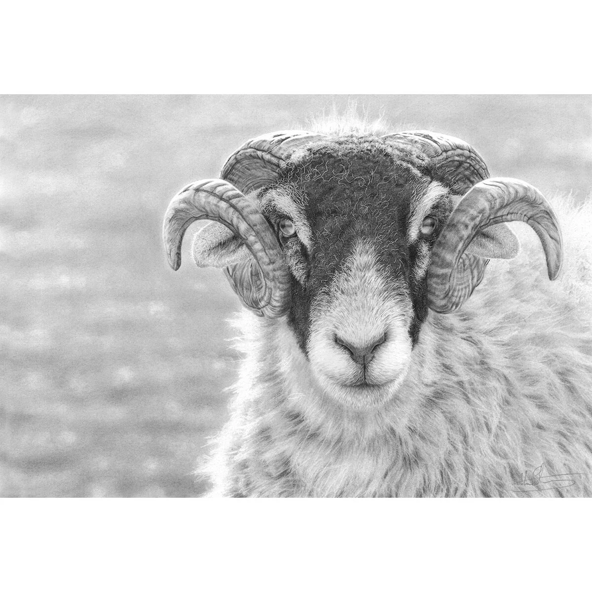 Swaledale Tup III — Nolon Stacey