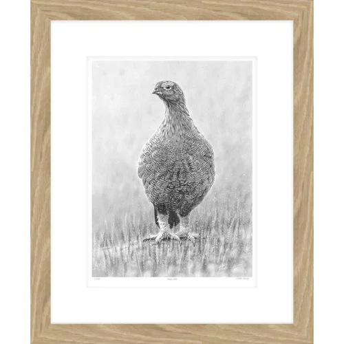 Curlew — Nolon Stacey