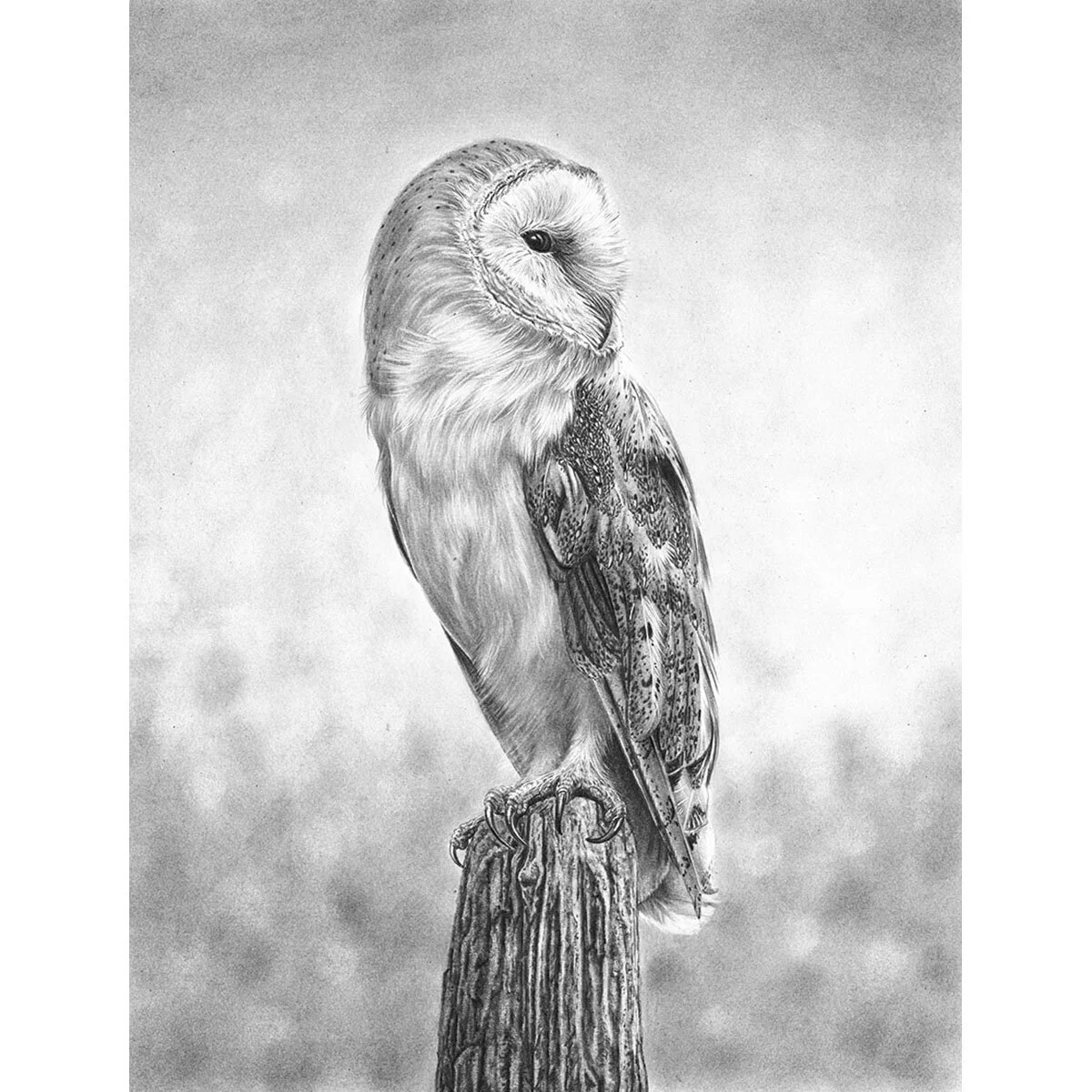 'Chaffinch' Original Pencil Drawing — Nolon Stacey