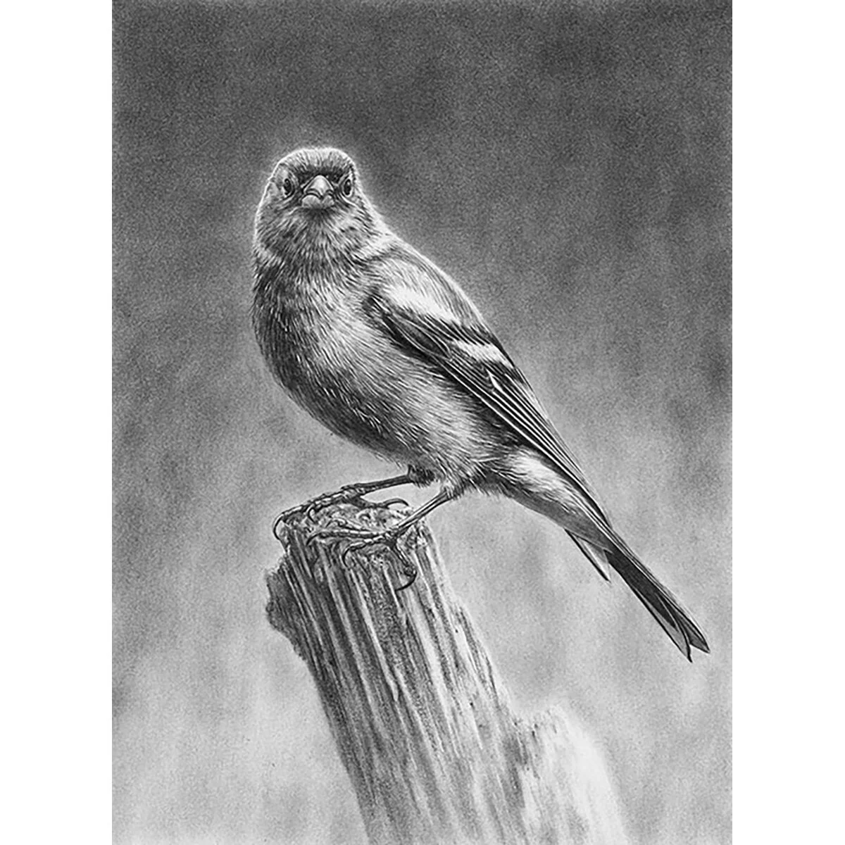 'Chaffinch' Original Pencil Drawing — Nolon Stacey
