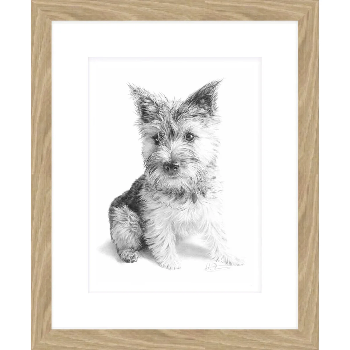 Rottweiler — Nolon Stacey