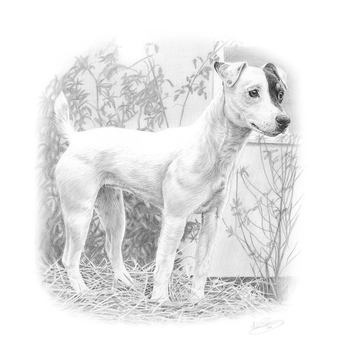 Jack Russell — Nolon Stacey