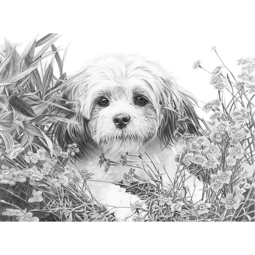 Golden Retriever — Nolon Stacey