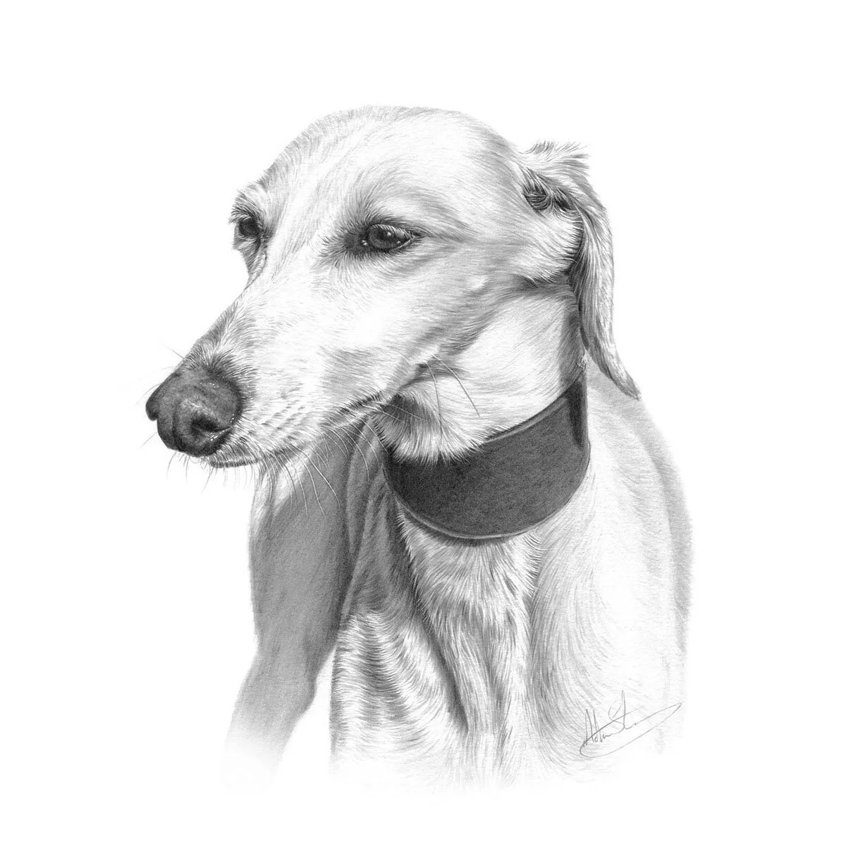 Dobermann — Nolon Stacey