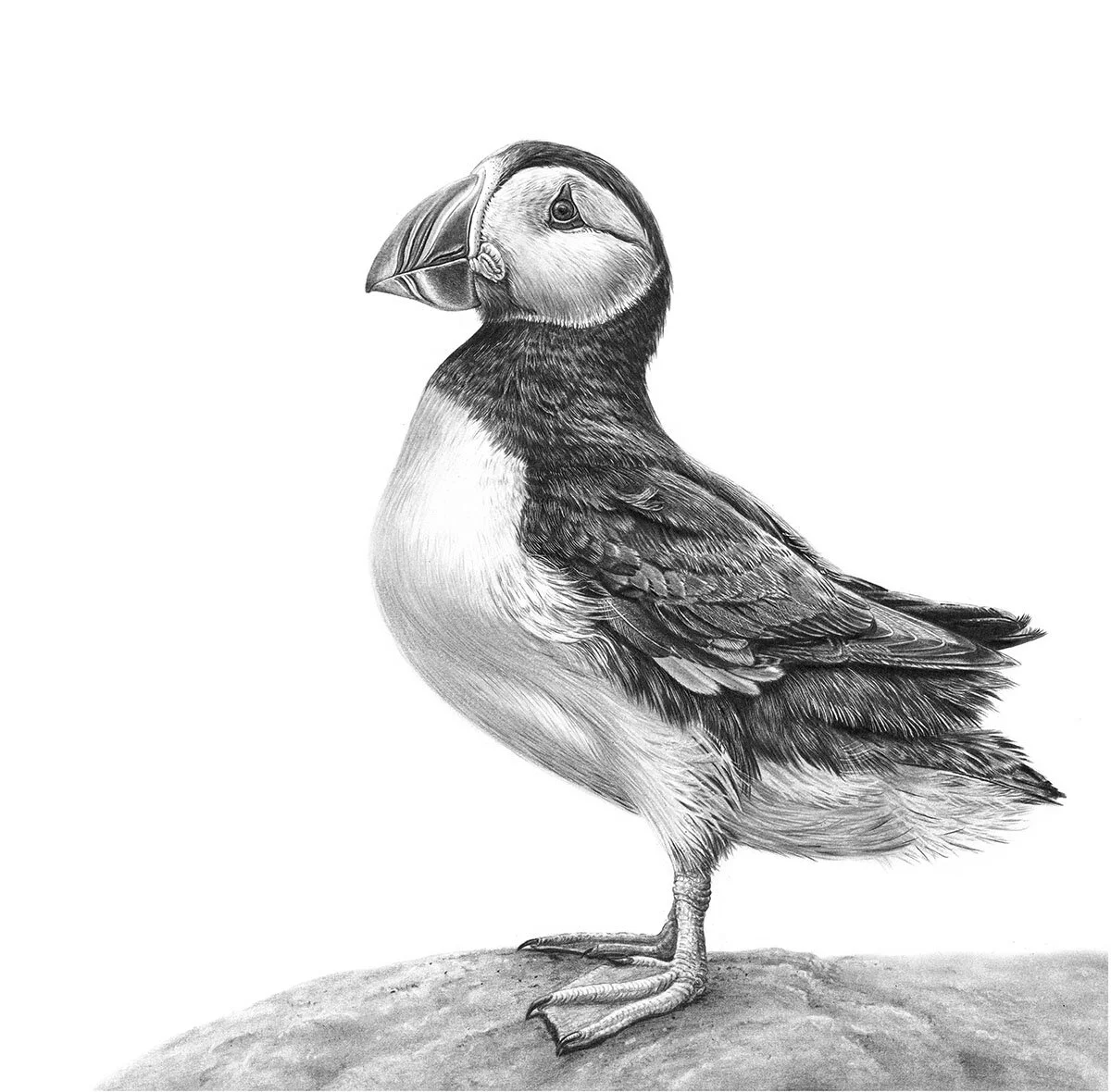 Kingfisher on Stump — The Nolon Stacey Gallery