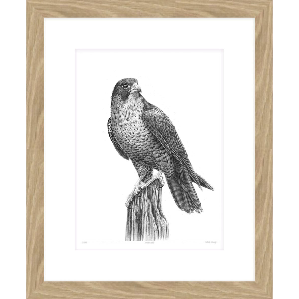 Strutting Pheasant — Nolon Stacey