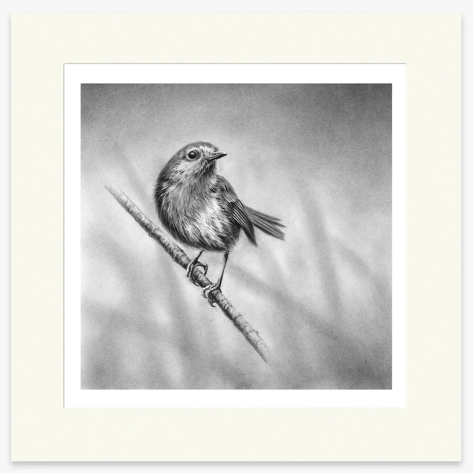 Barn Owl — Nolon Stacey