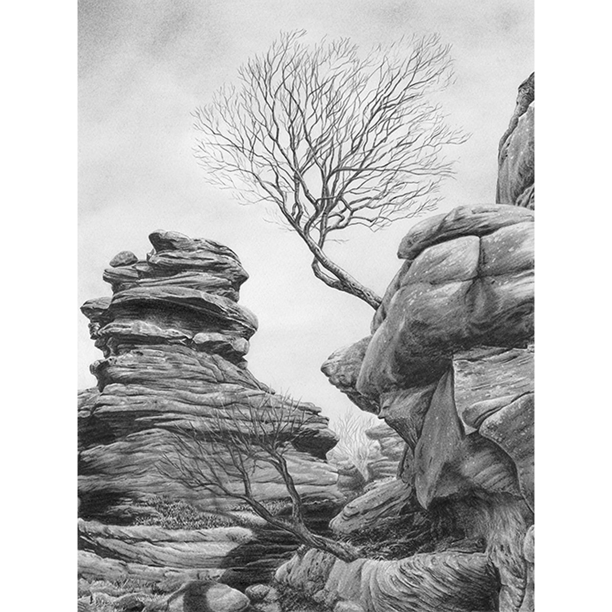 'Chaffinch' Original Pencil Drawing — Nolon Stacey