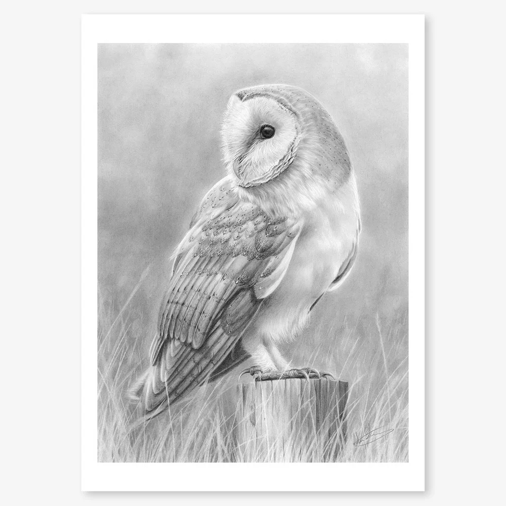Barn Owl Pencil Drawing Barn Owl Original Pencil Drawing — Jennifer