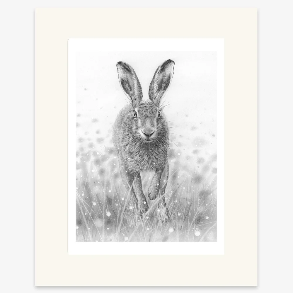 Sitting Hare — Nolon Stacey