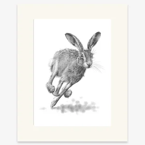 Hare Looking Back — Nolon Stacey