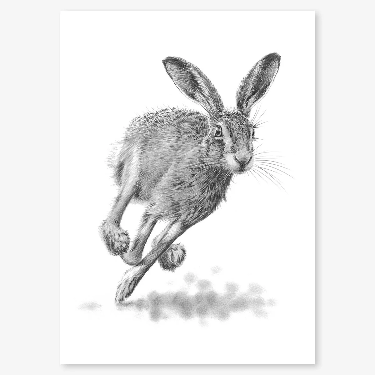 Hare Looking Back — Nolon Stacey