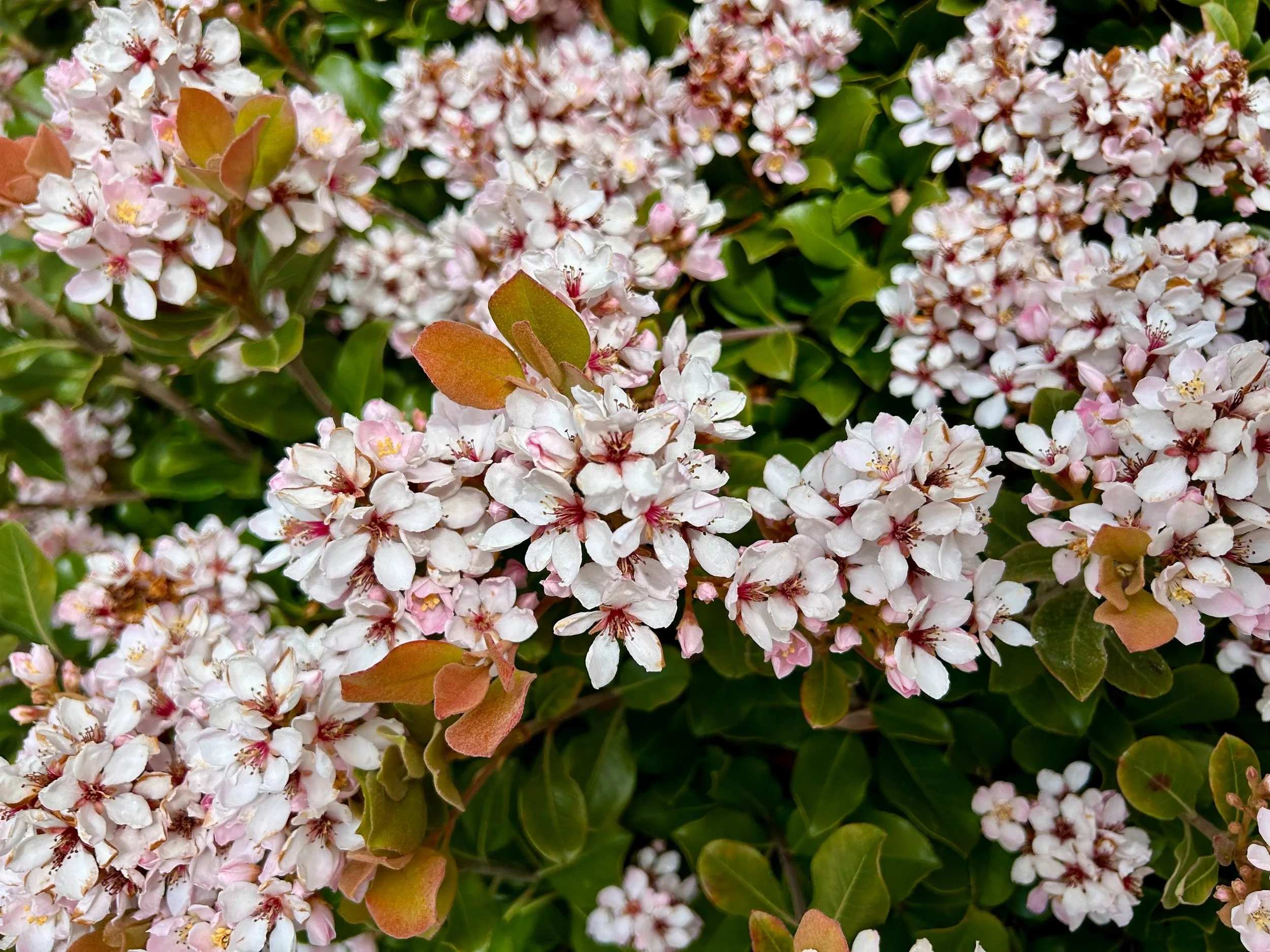 Land Acknowledgment — Berkeley Journal of Gender, Law & Justice