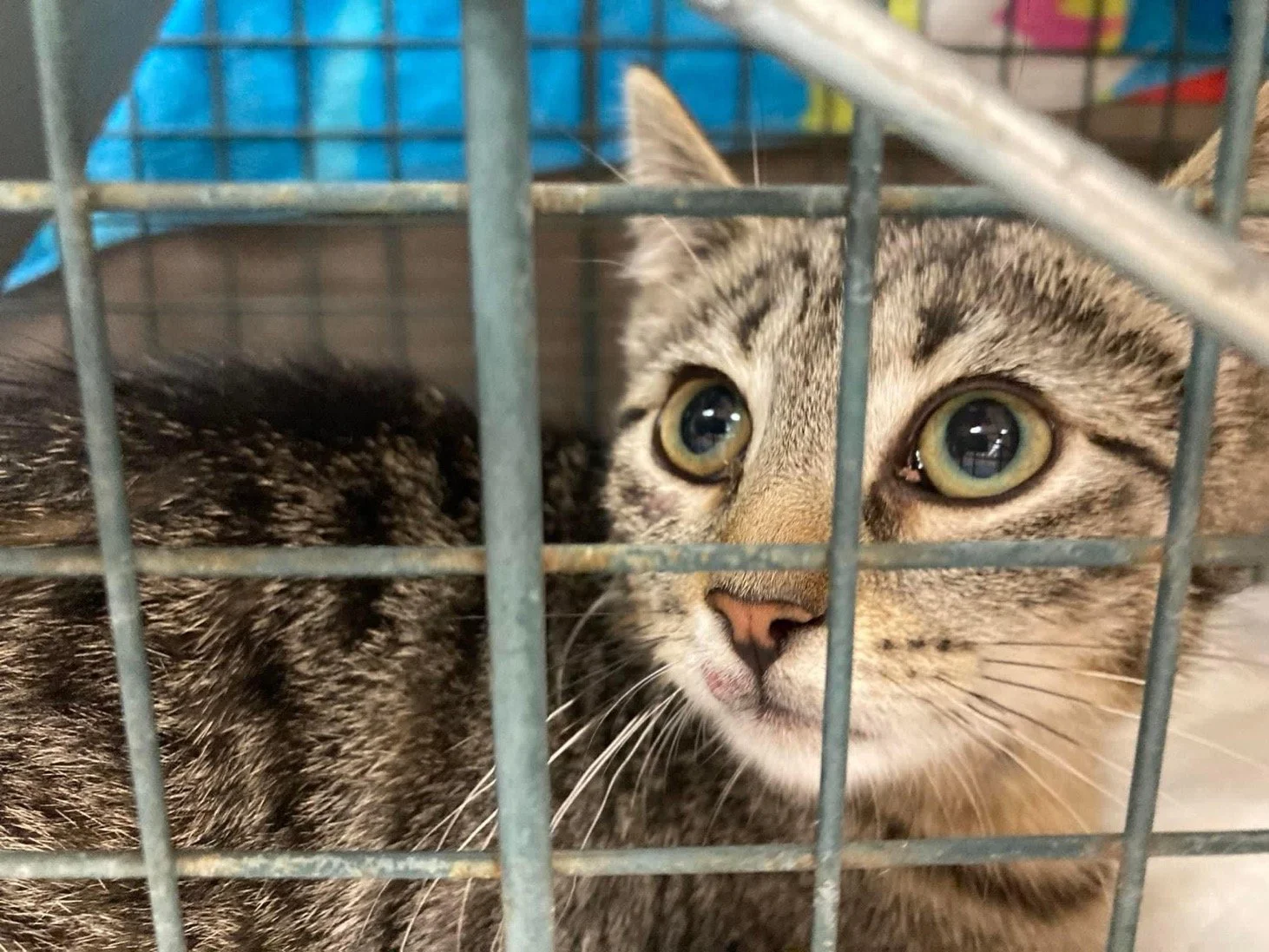 Tioga County Cat Project