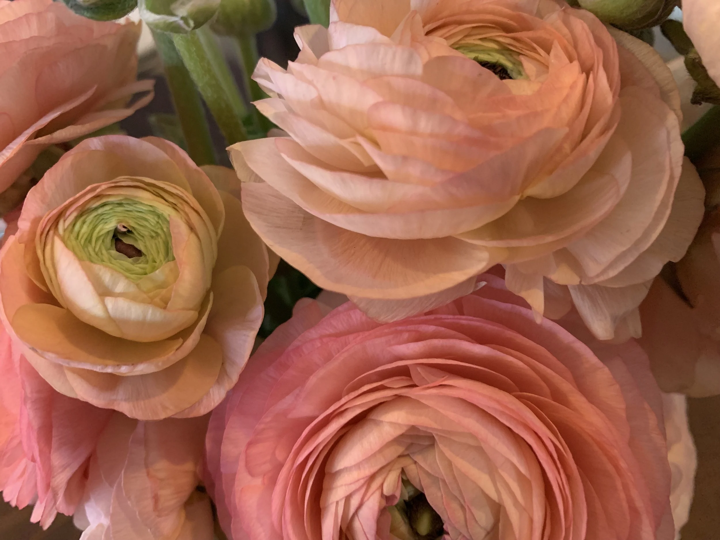 Brunch Beverages & Everything All Day — Bar Carlo