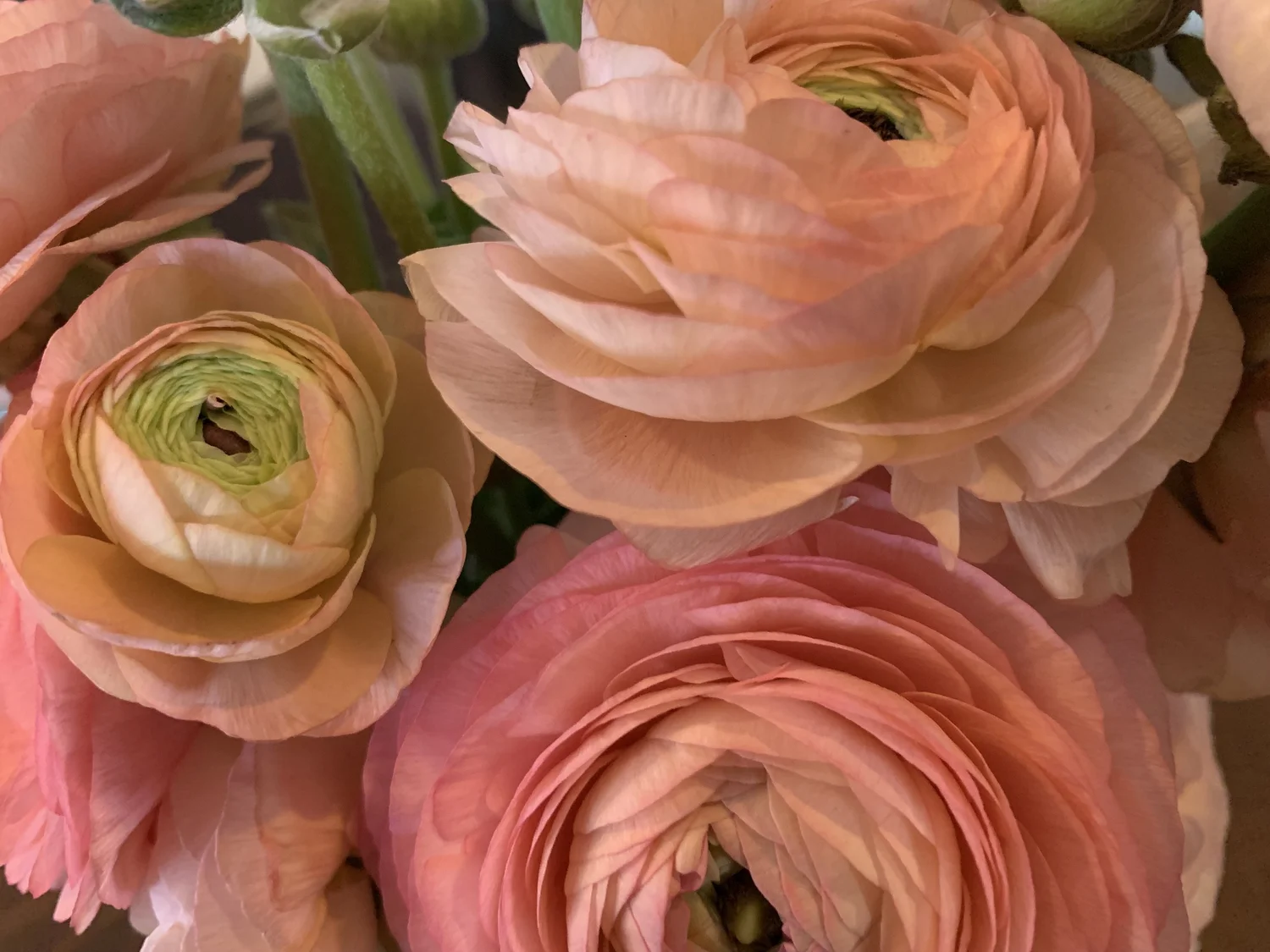 Brunch Beverages & Everything All Day — Bar Carlo