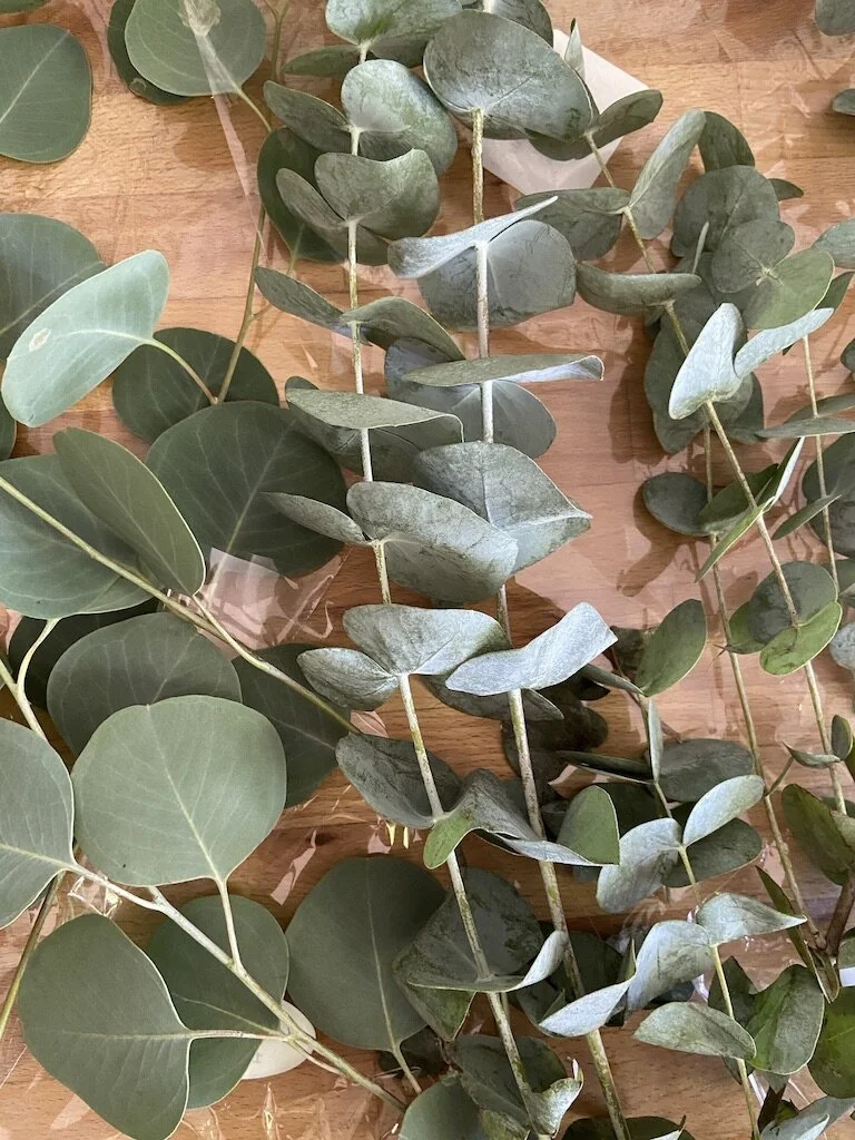 eucalyptus design company