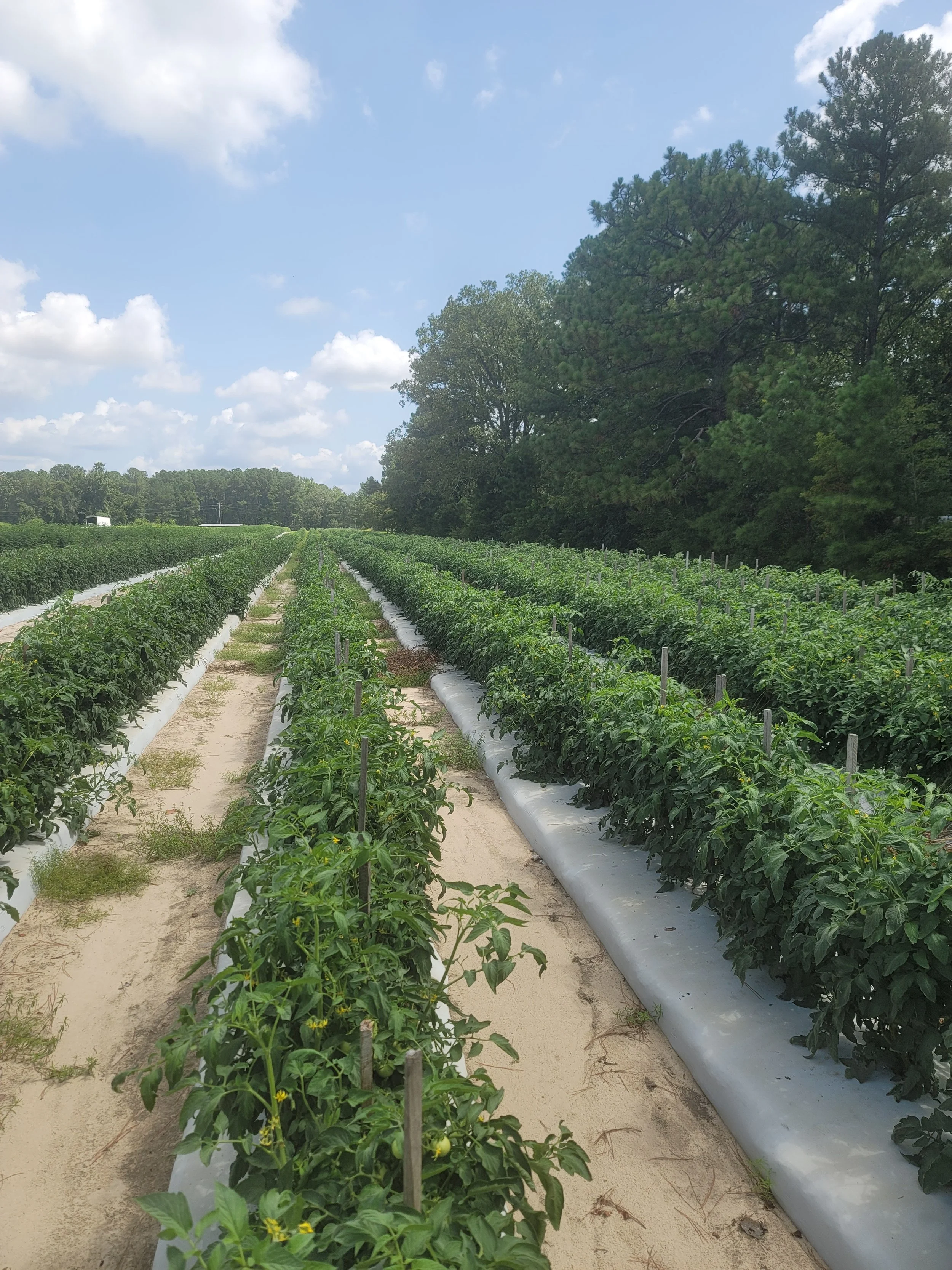 CSA — C.V. Pilson Farm