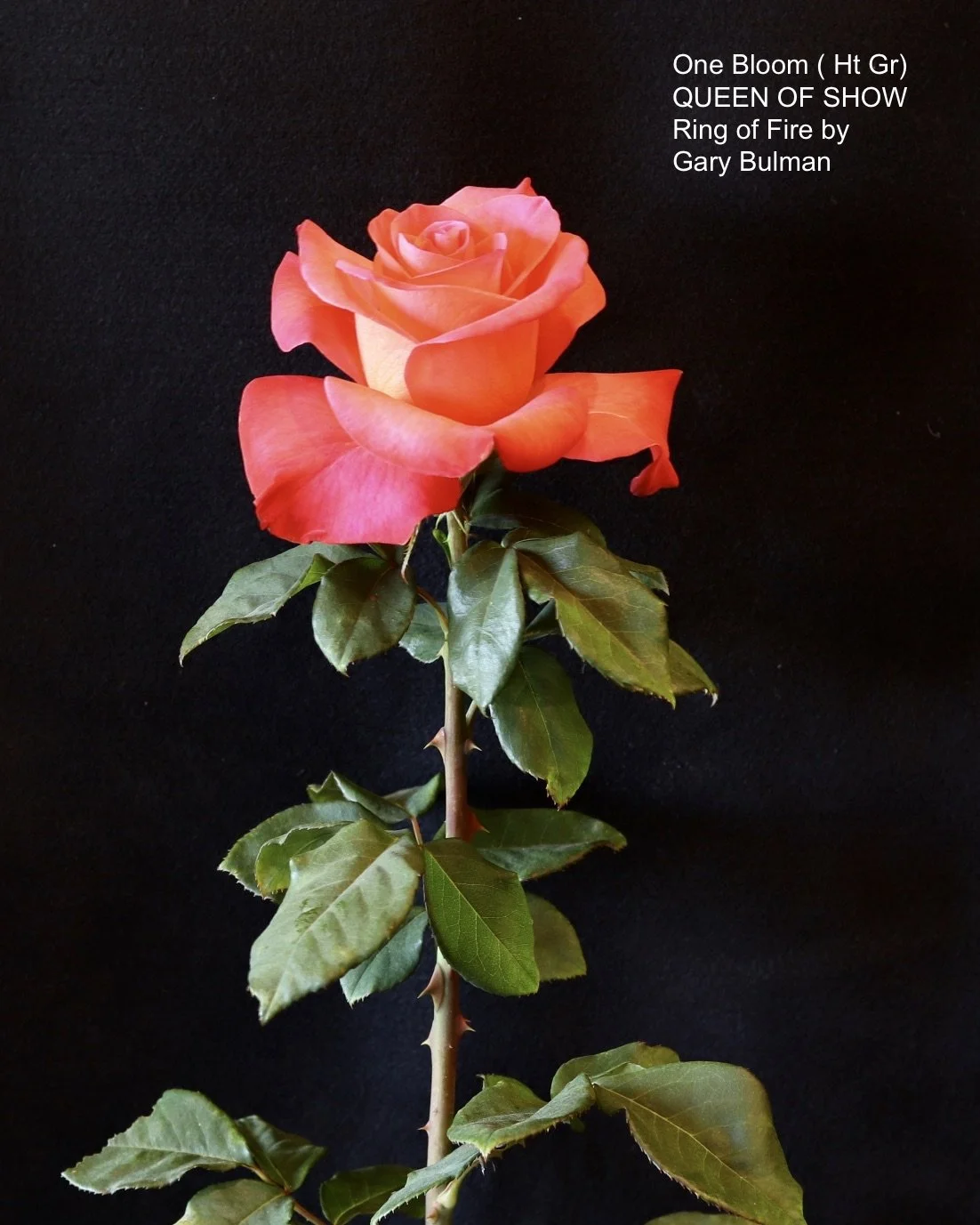 Events — San Diego Rose Society