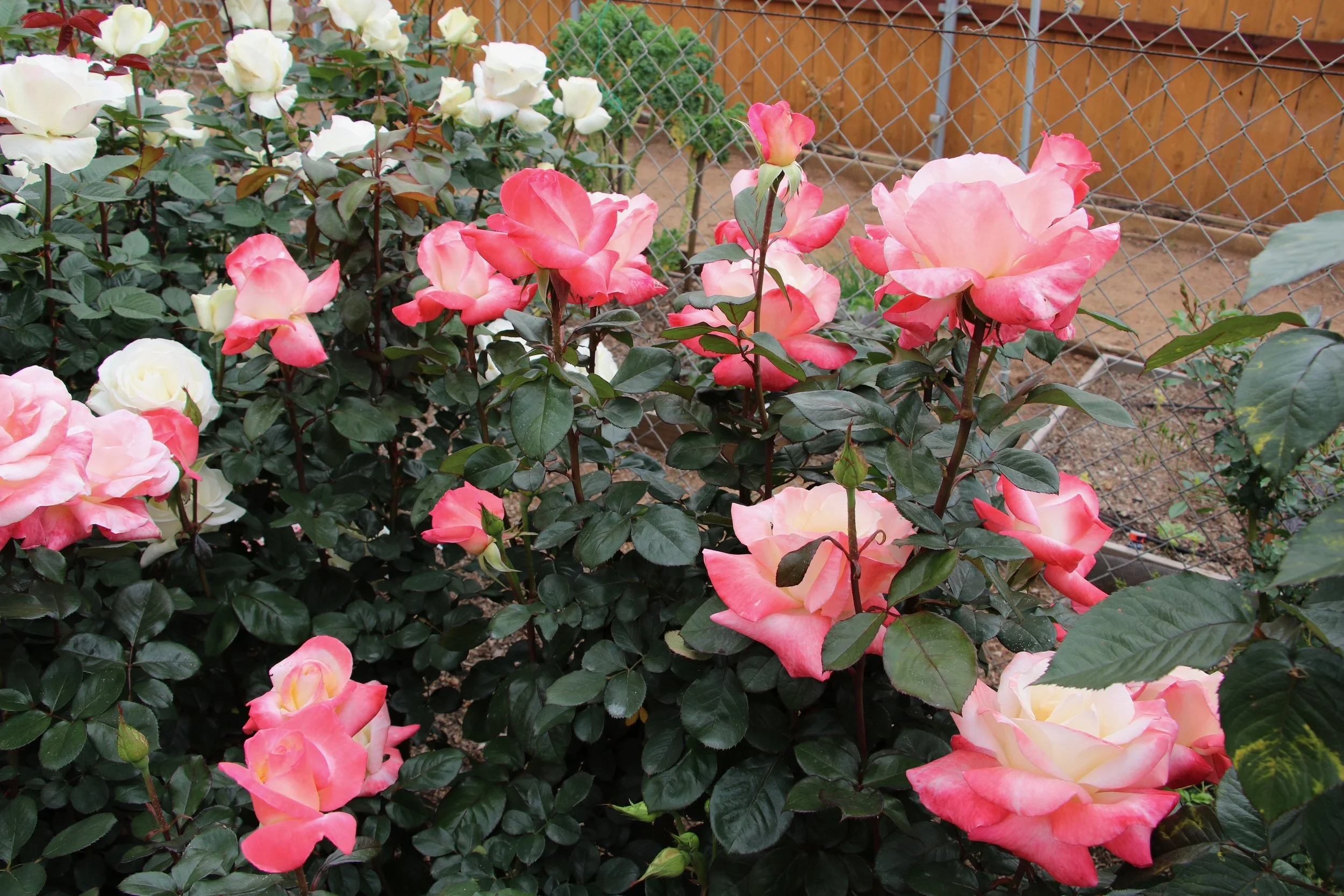 Events — San Diego Rose Society