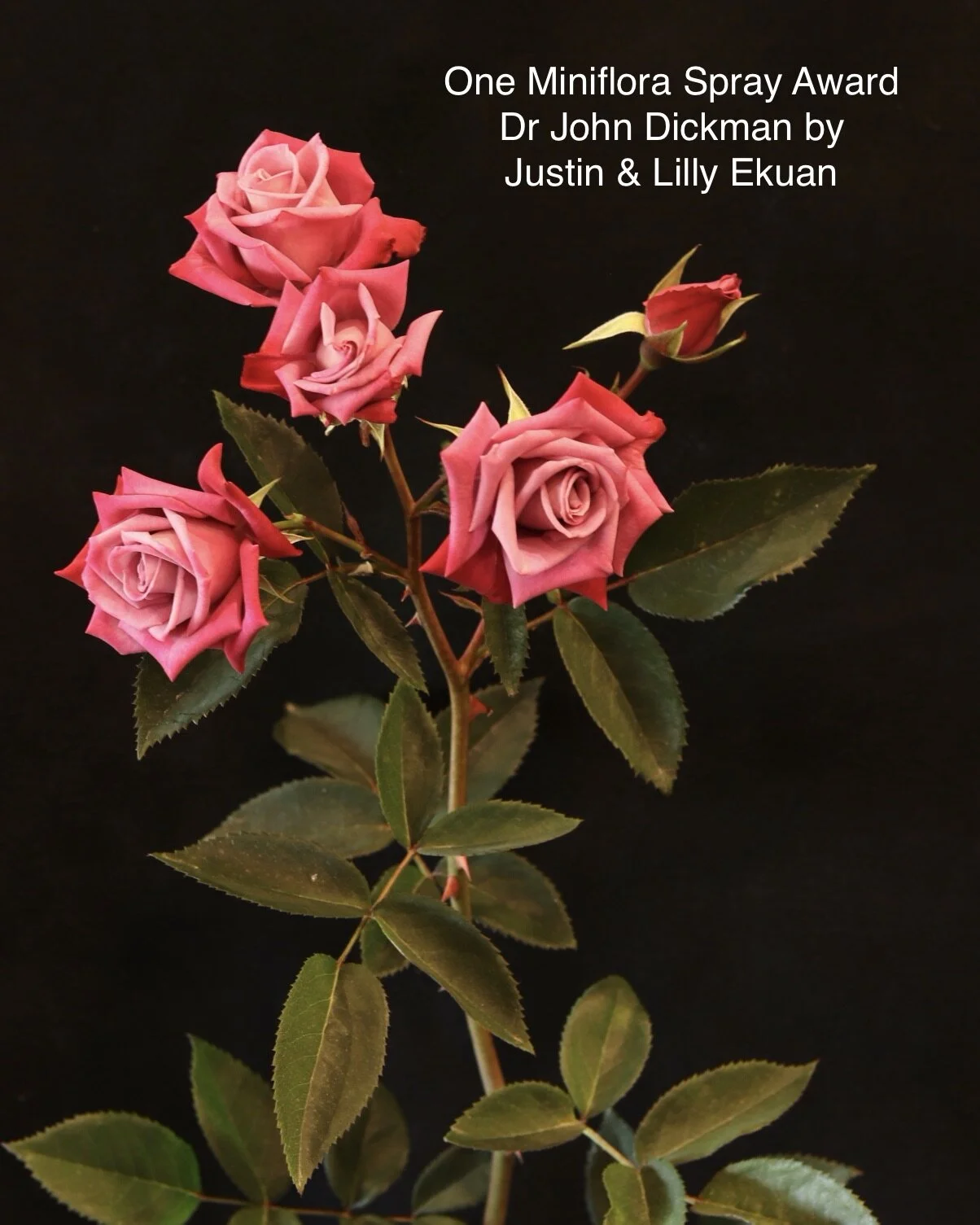 Rose Shows — San Diego Rose Society