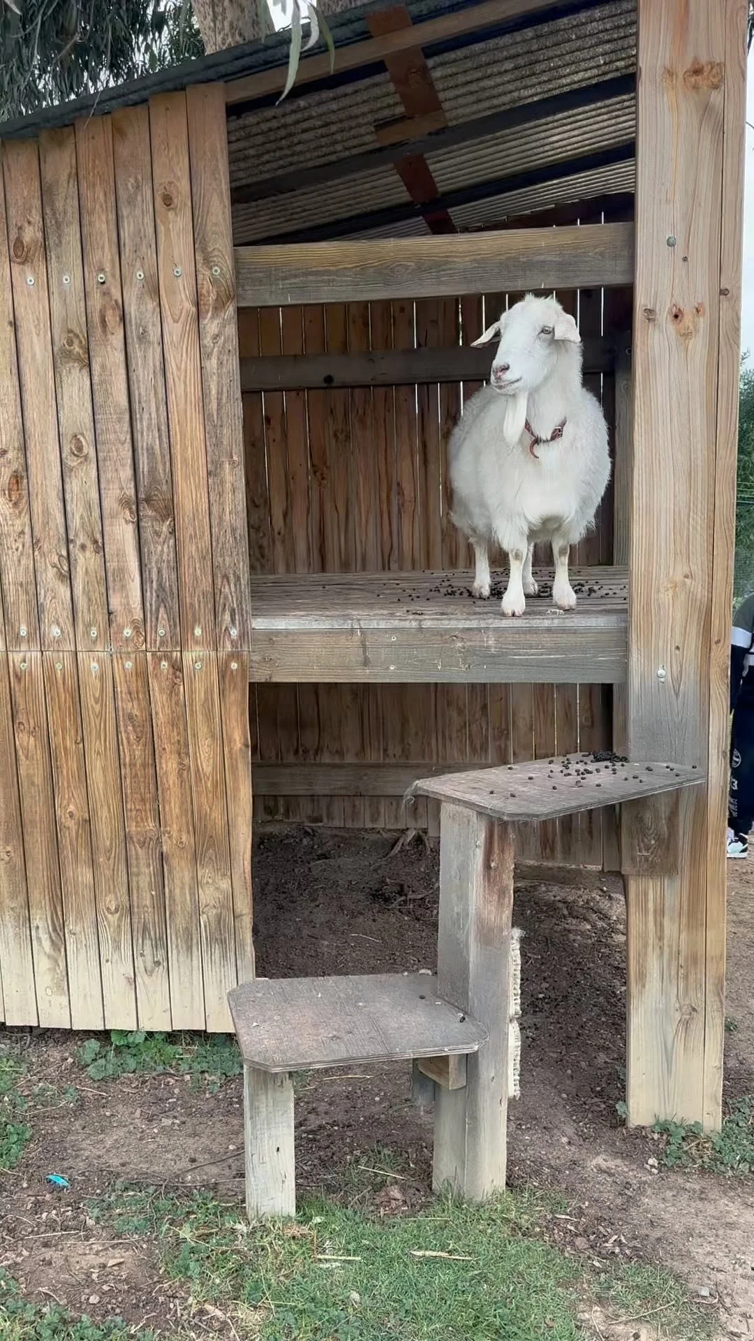 Reptiles — TC Subject Selection Handbook