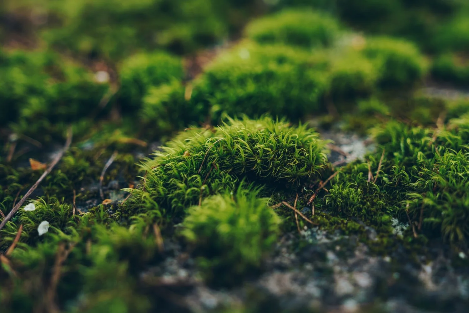 Shop Springtail Cultures Australia — Microgreening