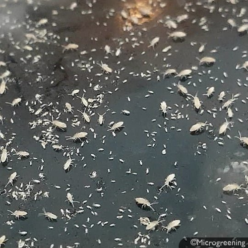 Shop — Microgreening